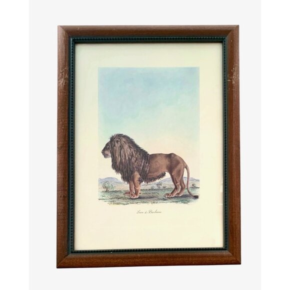 Accents | Lion Print Animal Of Africa Frederic Cuvier Collection ...